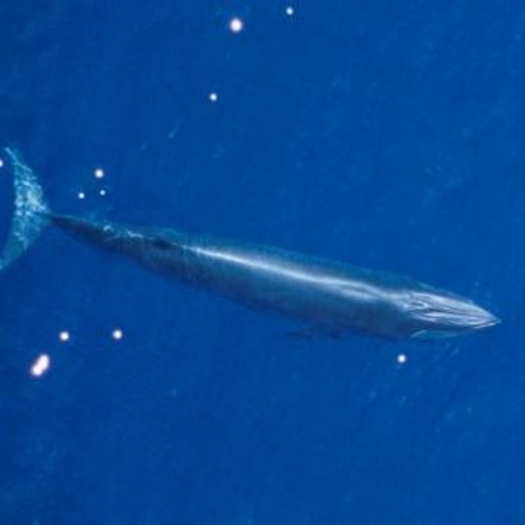 OFFSHORE DRILLING IN THE GULF OF MEXICO VS. AN ENDANGERED SPECIES OF ...